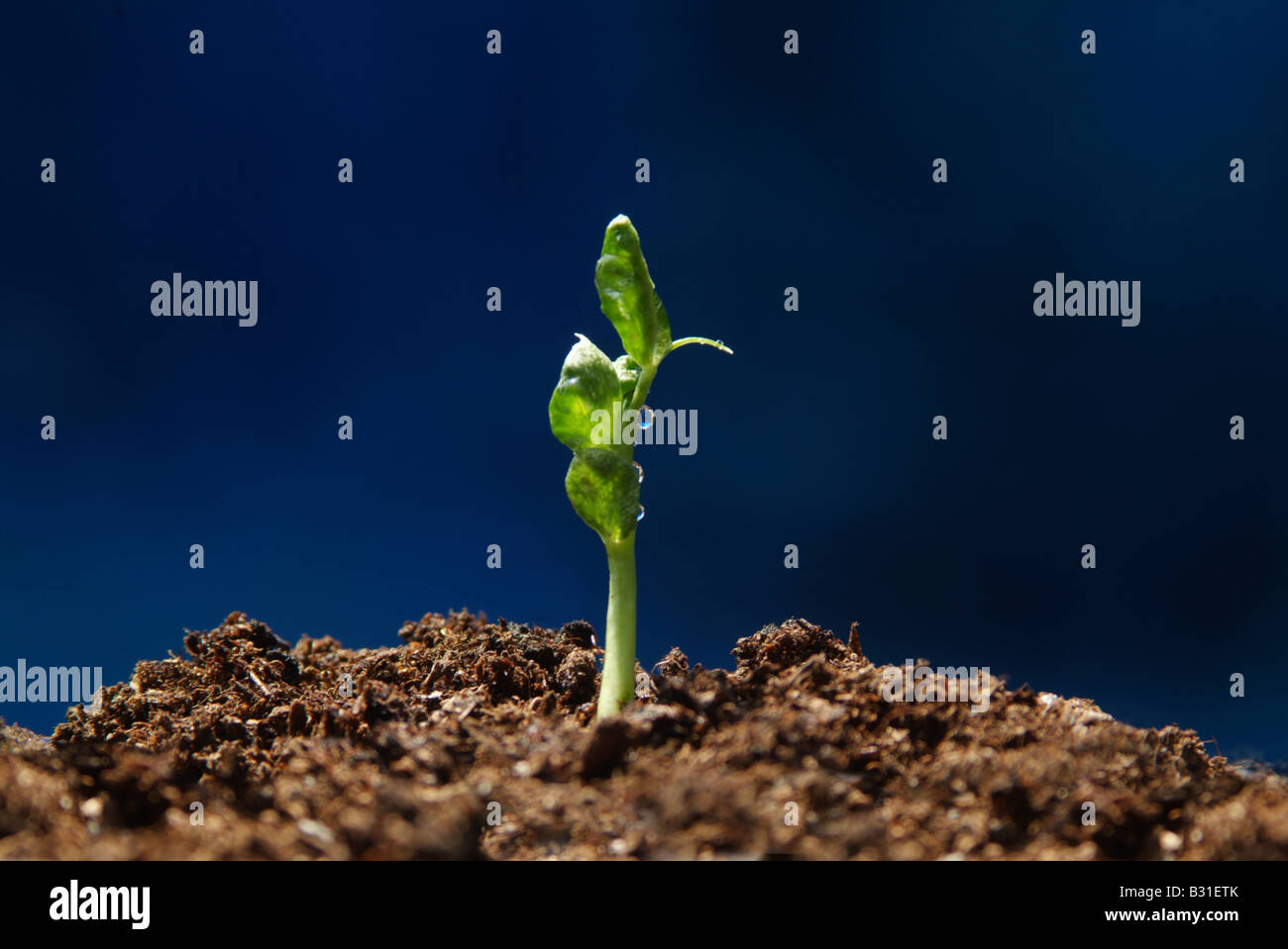 New birth growth vegetation hi-res stock photography and images - Alamy