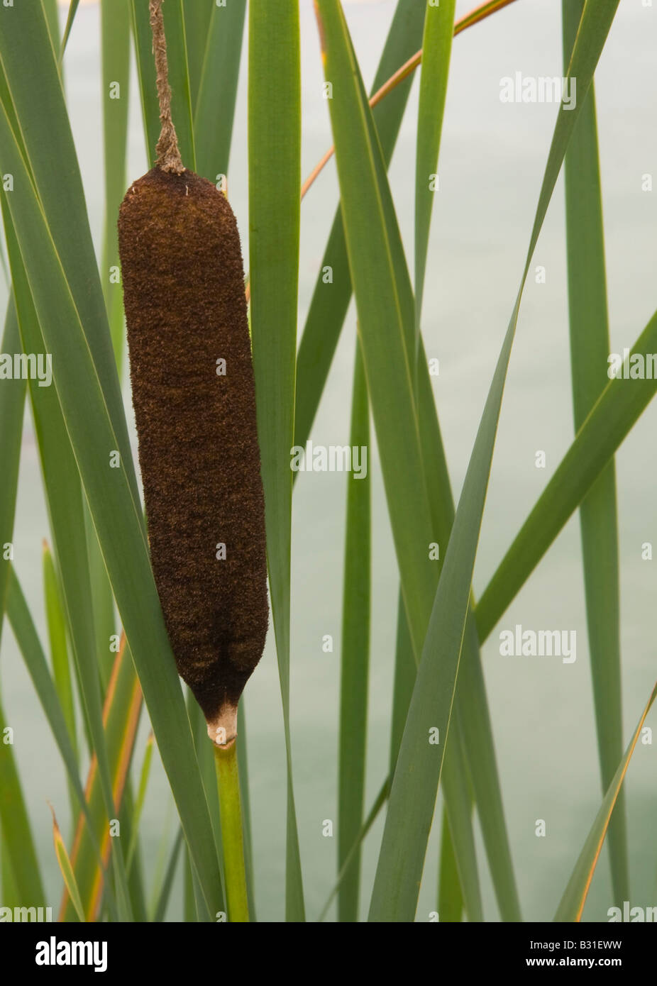 Bull Rushes in pond at Burnby Hall Gardens, Pocklington, Yorkshire ...