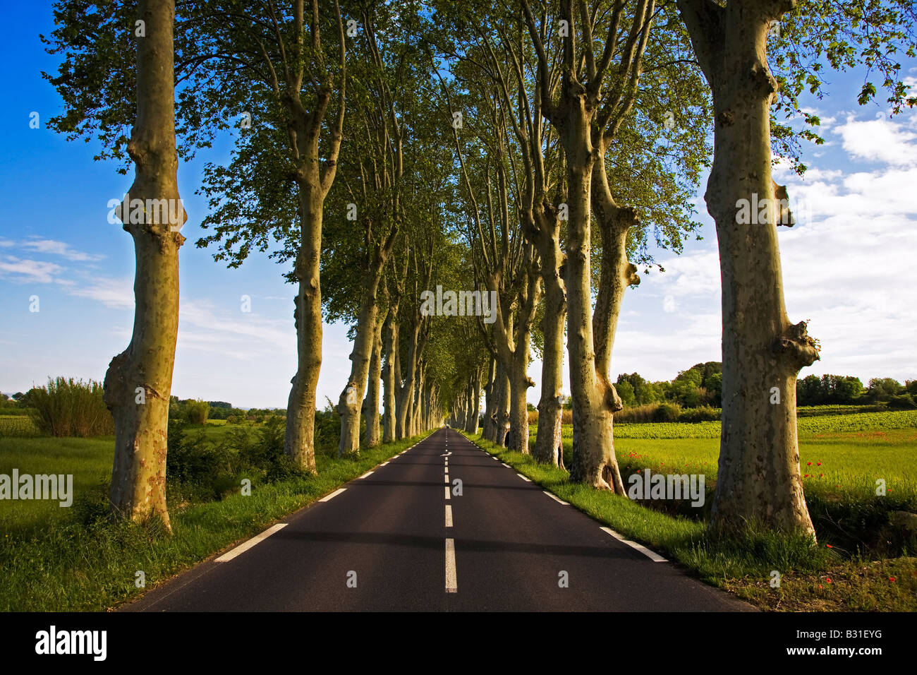 Typical french tree lined road hi-res stock photography and images - Alamy