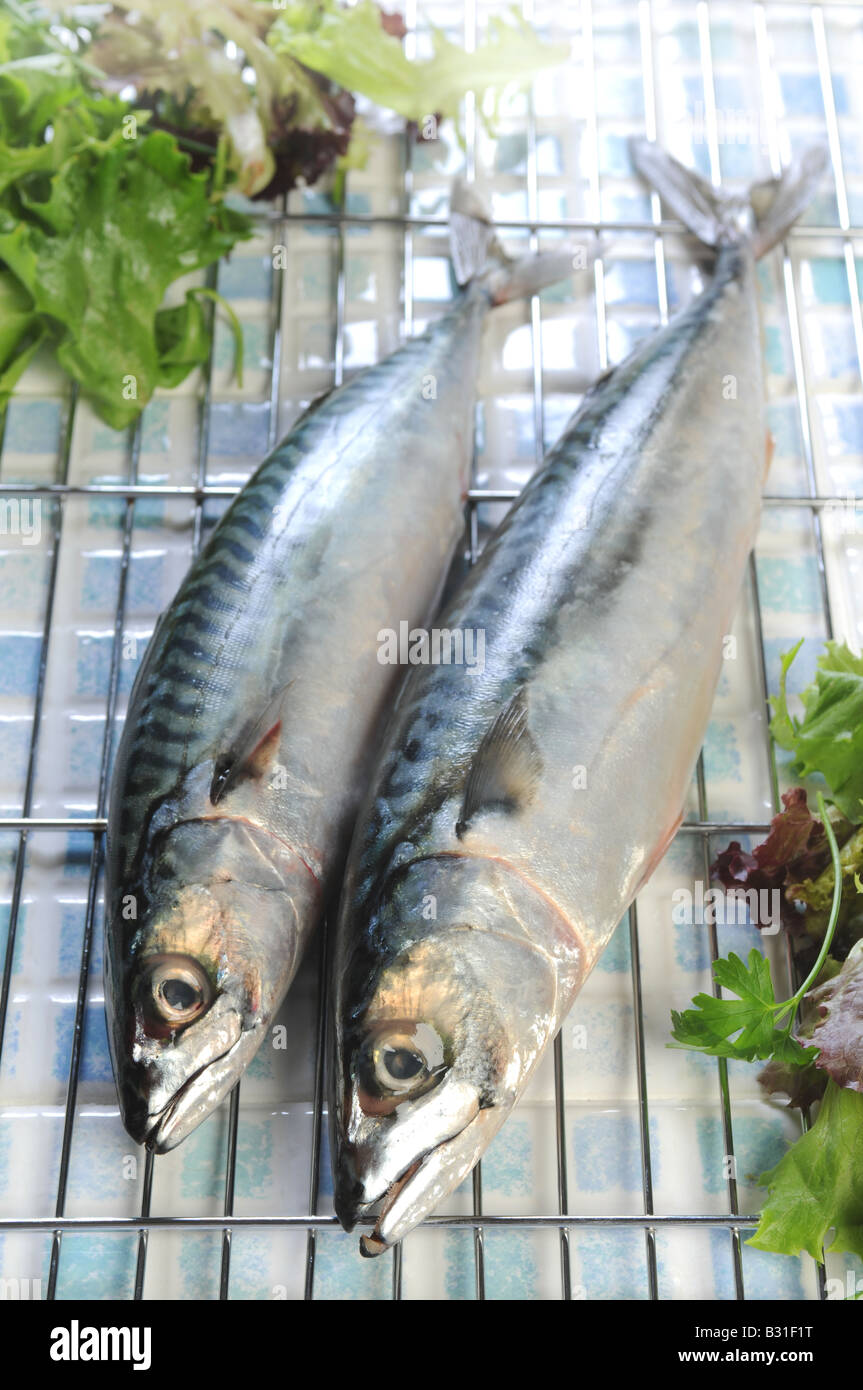 to mackerel fish in a kitchen waiting to be prepared for a meal Stock ...