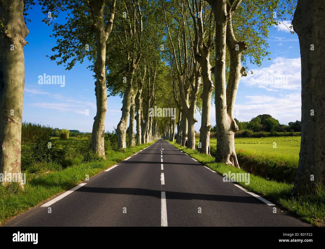 Fields with tree avenue hi-res stock photography and images - Alamy