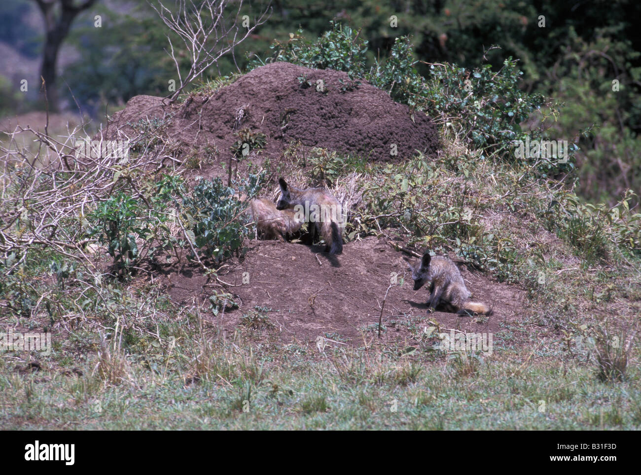 Fox, Bat-eared fox, foxes by den, Maasai Mara Game Reserve, Kenya Stock ...