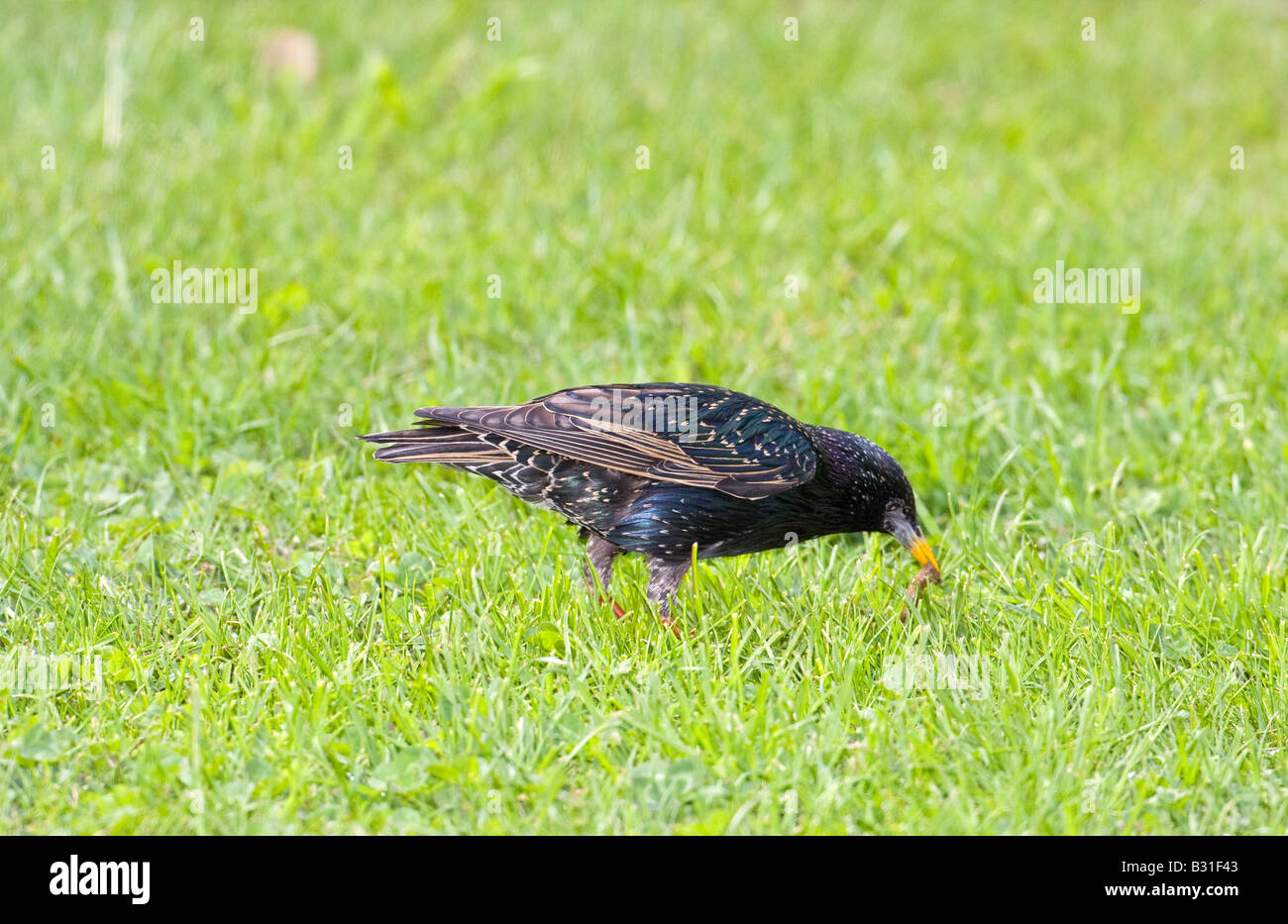 Bird eating grub hi-res stock photography and images - Alamy