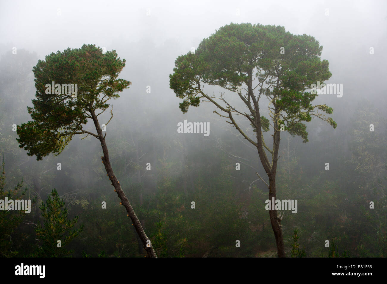 Monterey Pines brace themselves against summer fog from the Pacific ...