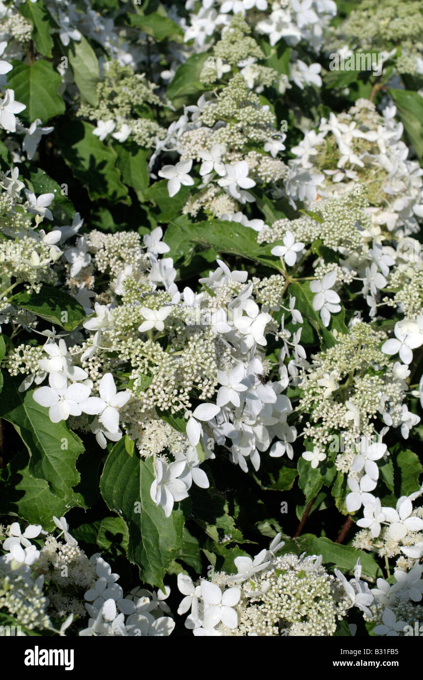 Hydrangea paniculata starlight fantasy hi-res stock photography and ...
