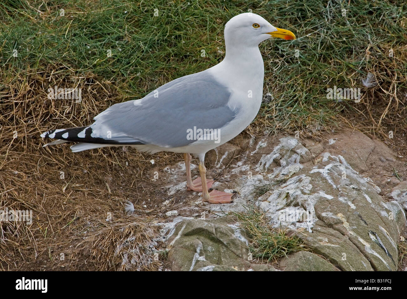 HERRING GULL LARUS ARGENTATUS ON NEST Stock Photo - Alamy