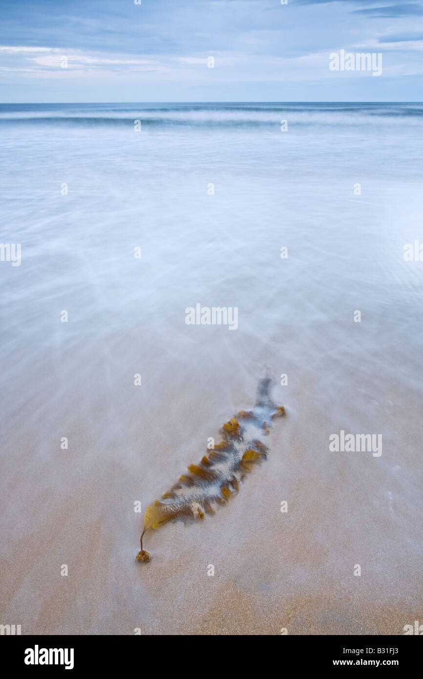Seaweed covered by an incoming wave on the beach at Embleton near ...