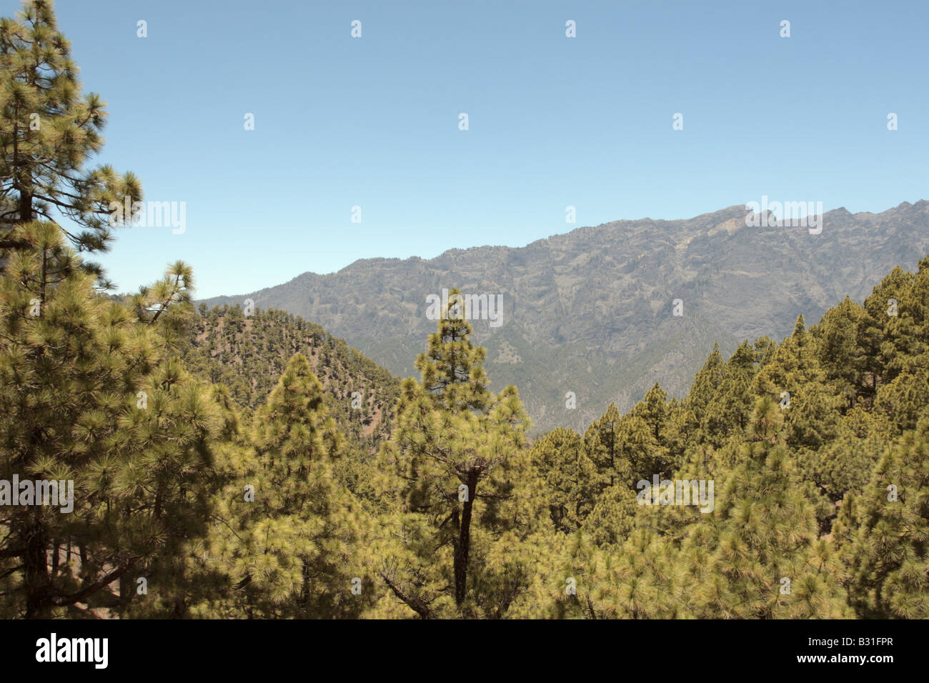View through Canarian Pine trees into the Caldera de Taburiente from ...
