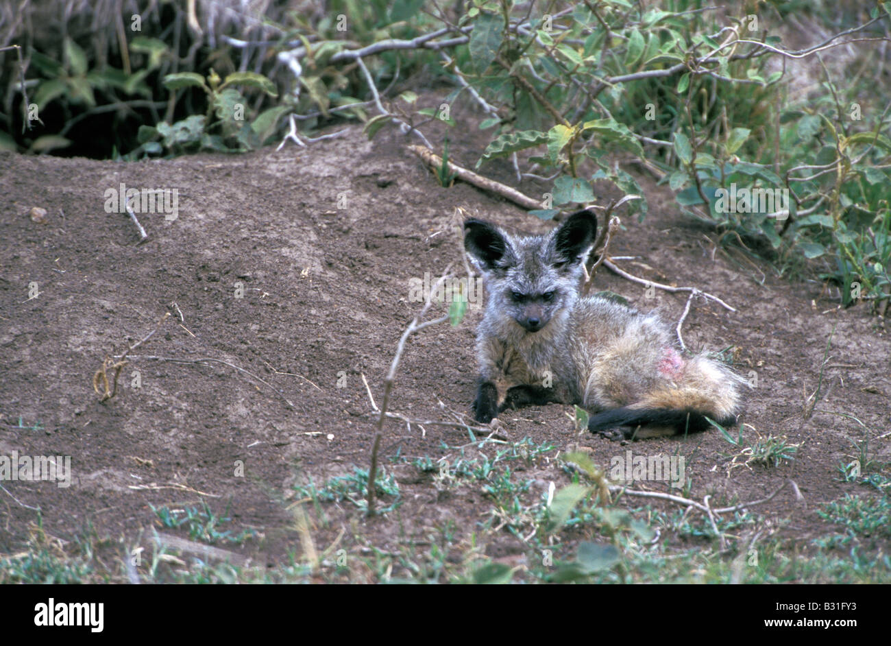 Fox, Bat-eared fox, fox resting on ground, Maasai Mara Game Reserve ...