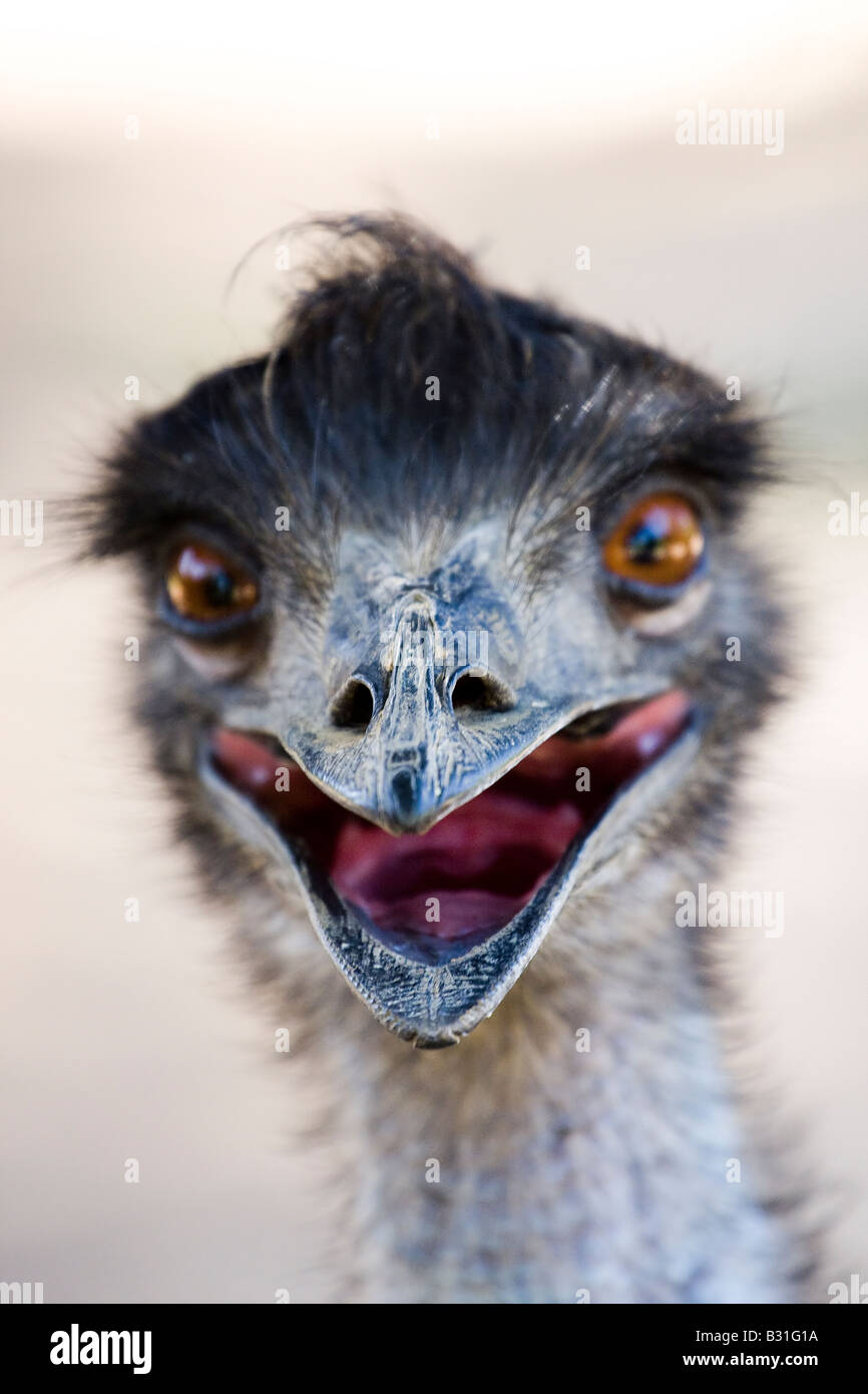Nandu hi-res stock photography and images - Alamy