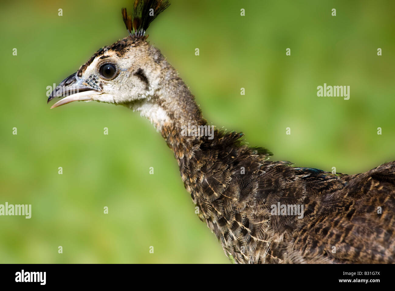 Pavão de Java Stock Photo - Alamy