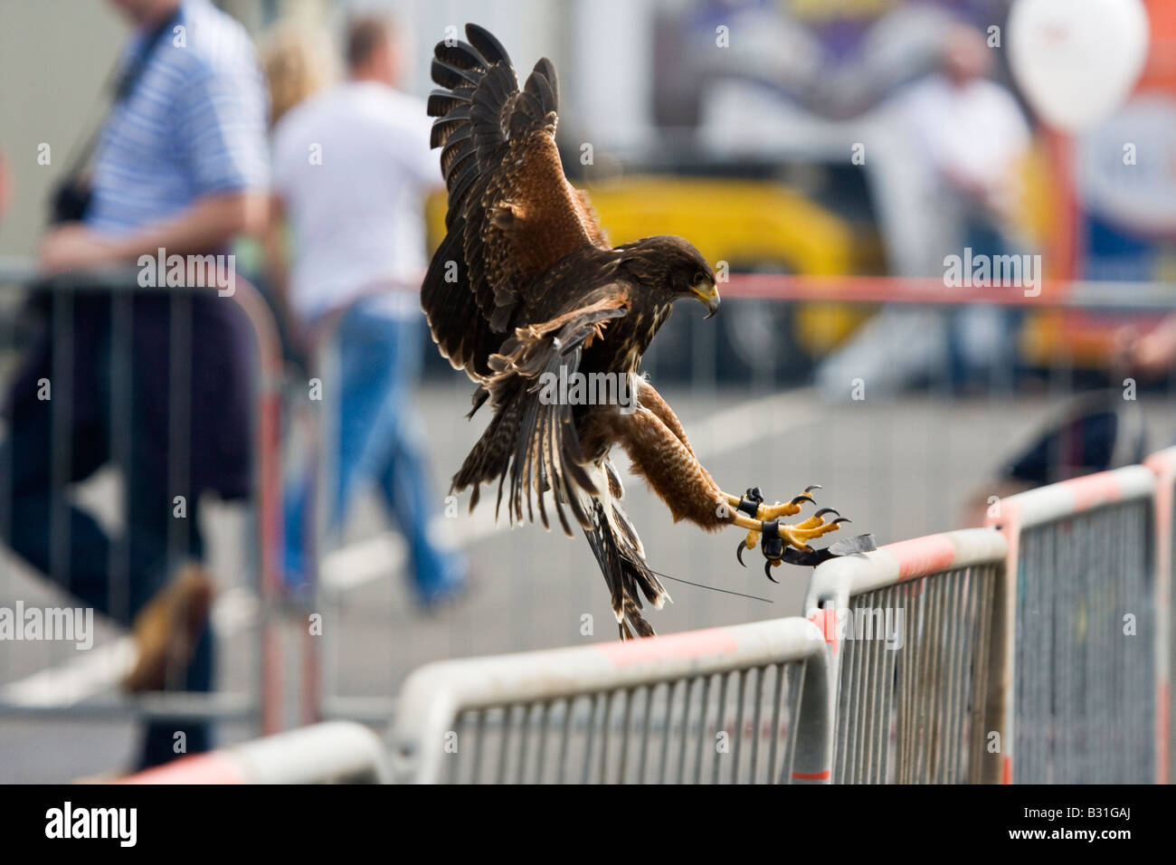 Harris hawk and talons hi-res stock photography and images - Alamy