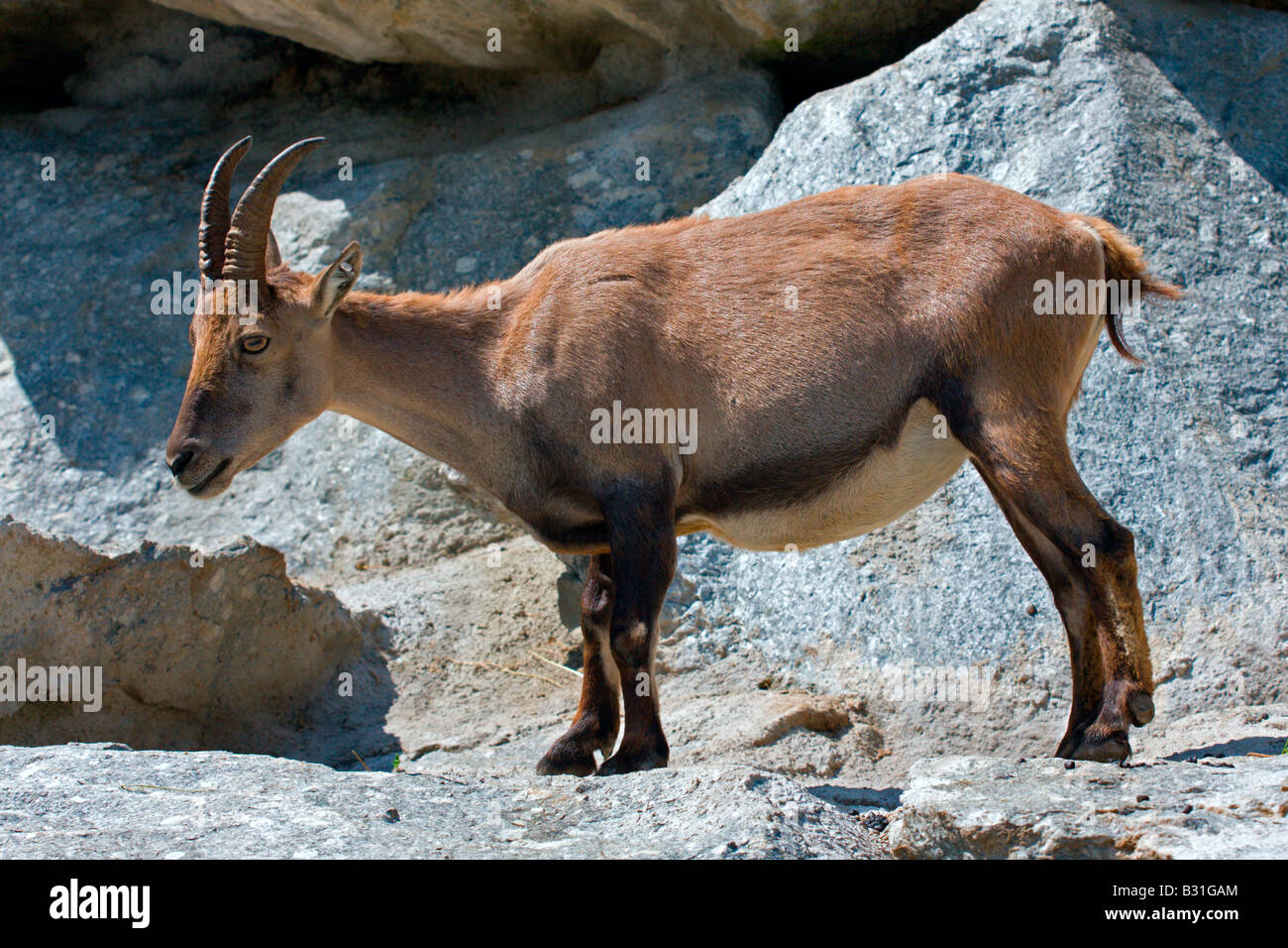 Aplpenzoo: Alpine Ibex Stock Photo - Alamy