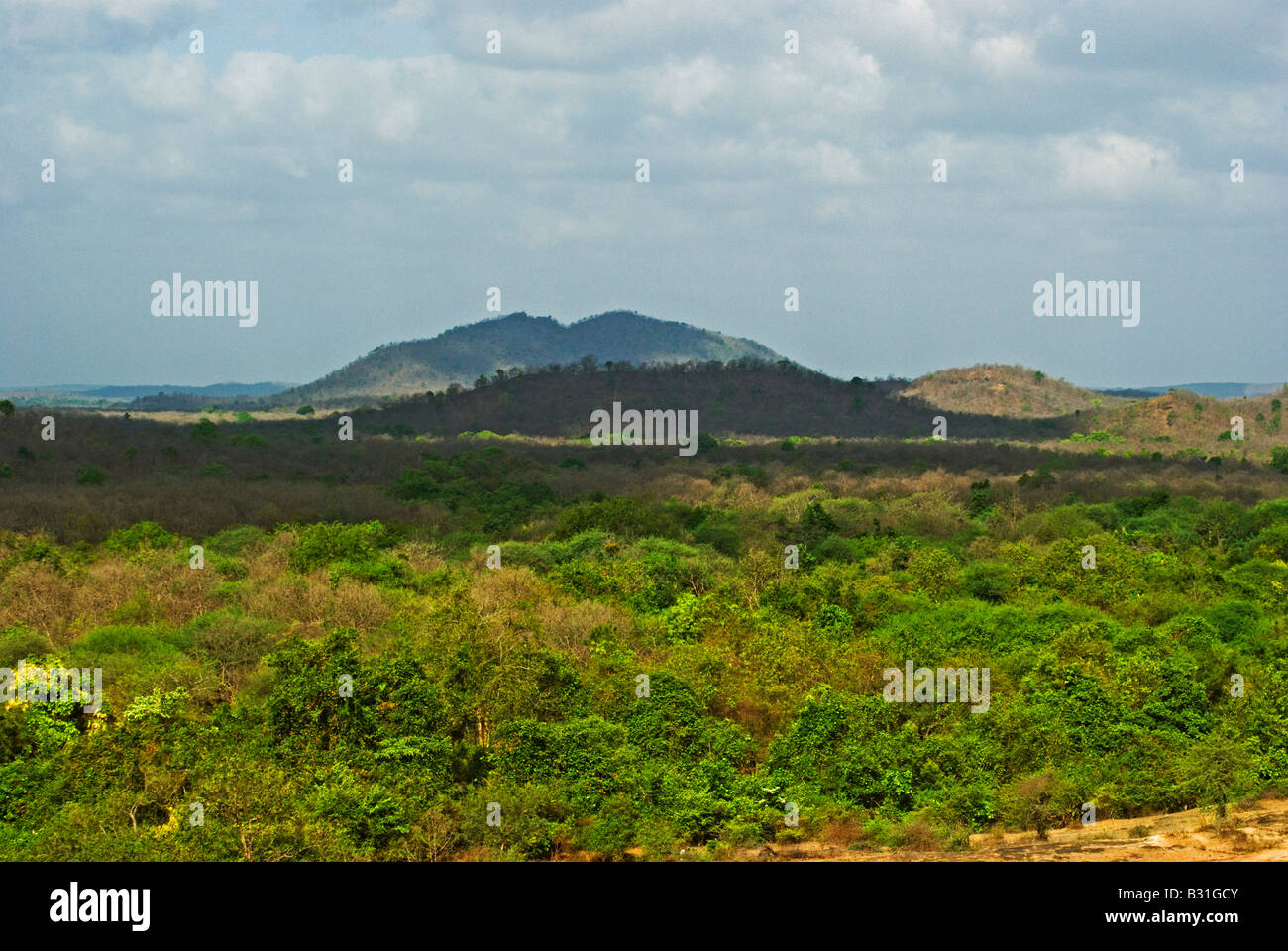 gir national park Stock Photo - Alamy