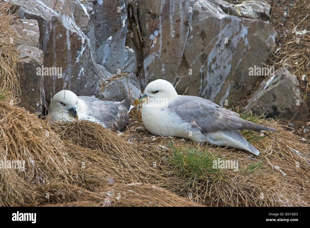 FULMAR ON NEST FULMARUS GLACIALIS Stock Photo - Alamy