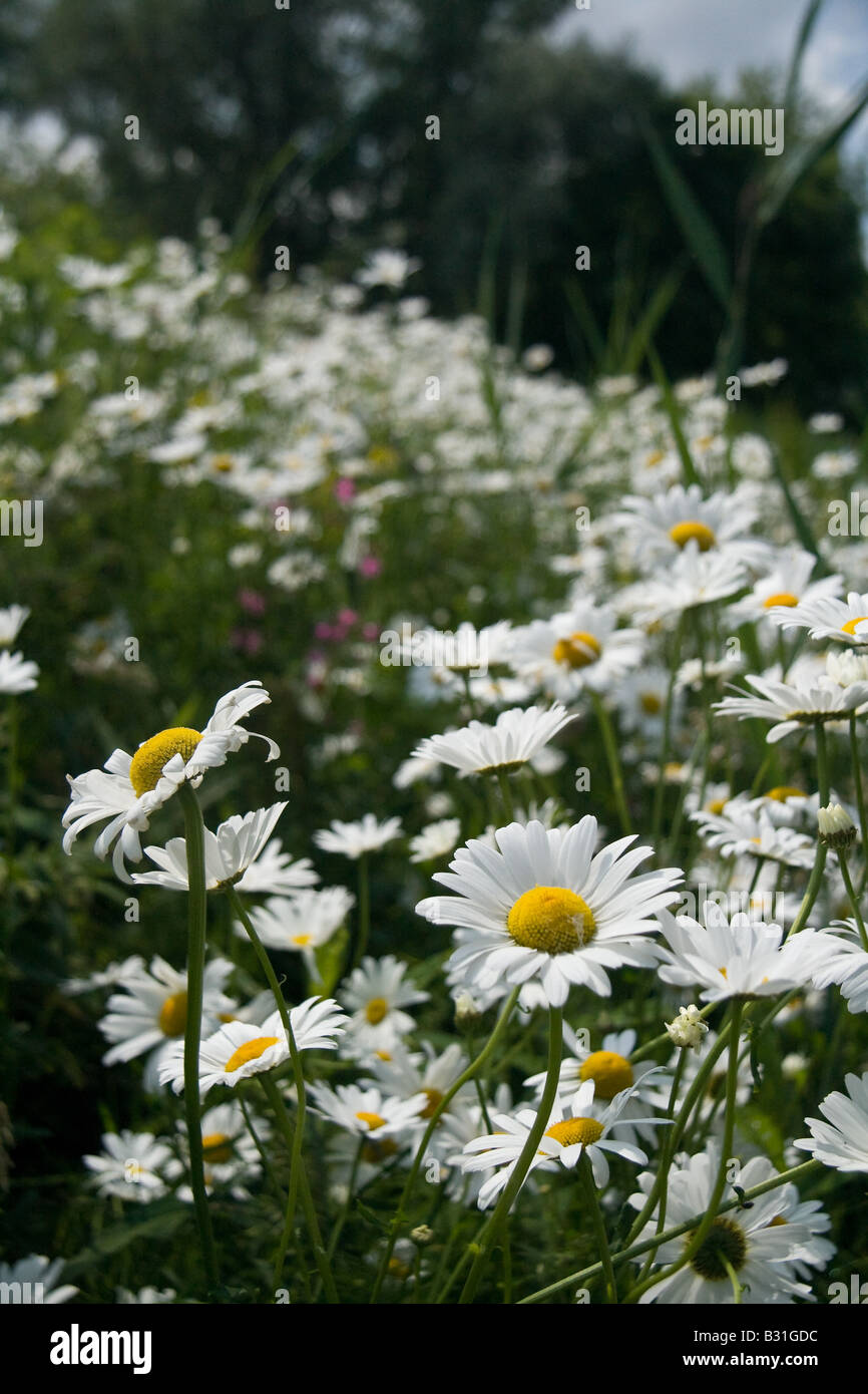 Field of daises Stock Photo - Alamy