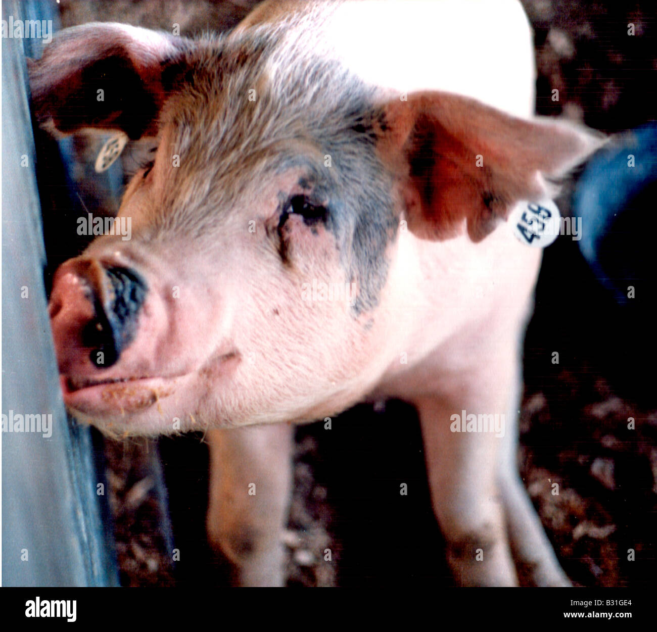 Pet pig raised for a 4H Club project scratches his snout in the ...