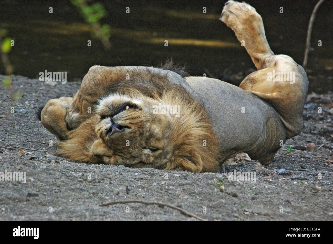 Lion scratching hi-res stock photography and images - Alamy