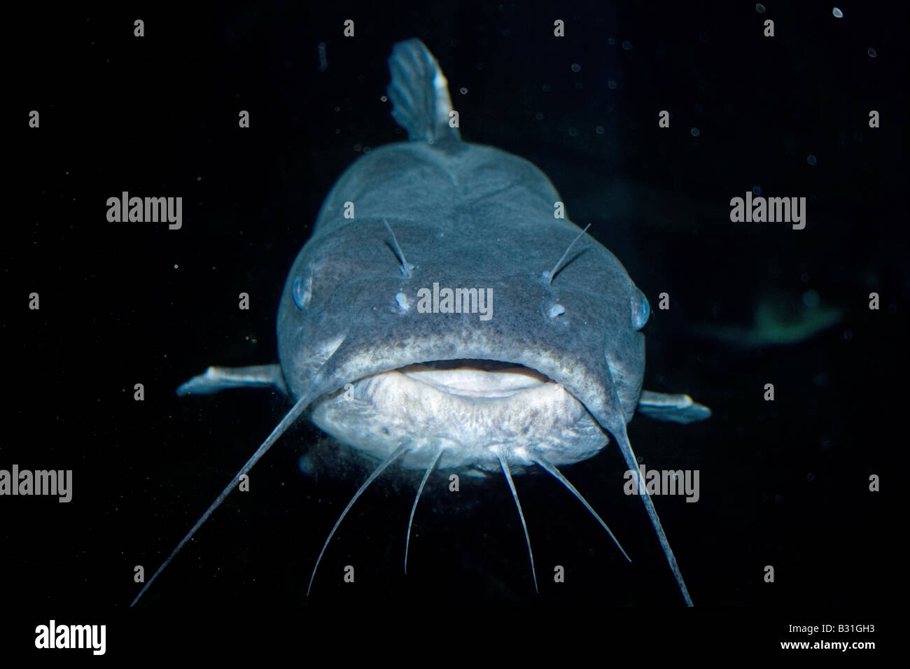 Catfish in fresh water tank Stock Photo - Alamy