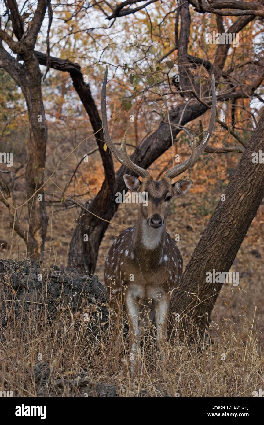 Spotted deer at gir national park hi-res stock photography and images ...