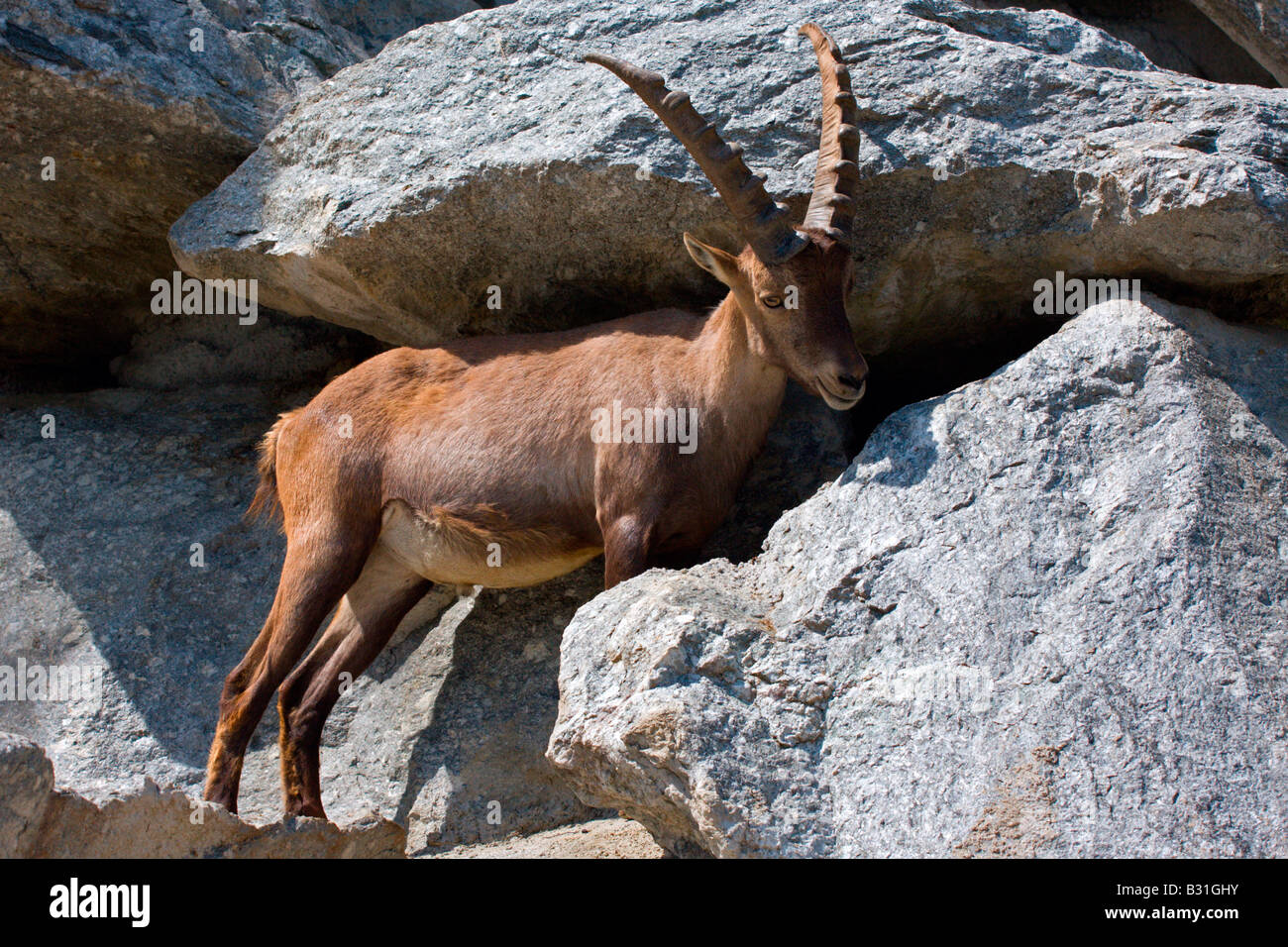 Innsbruck: Alpenzoo: Alpine Ibex Stock Photo - Alamy
