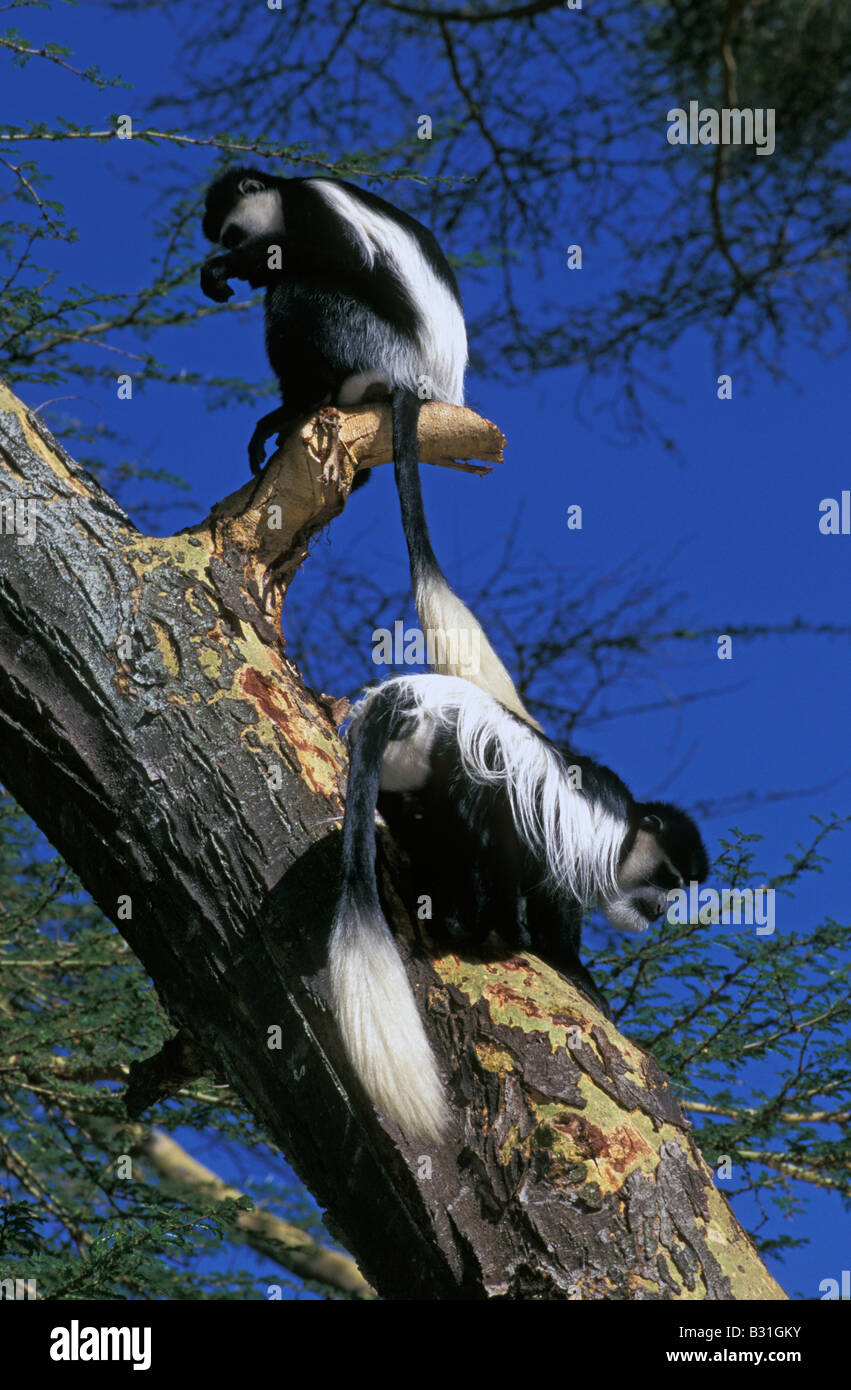 Monkey, Colobus, Black & White monkey, monkeys in tree, Kenya, Africa ...