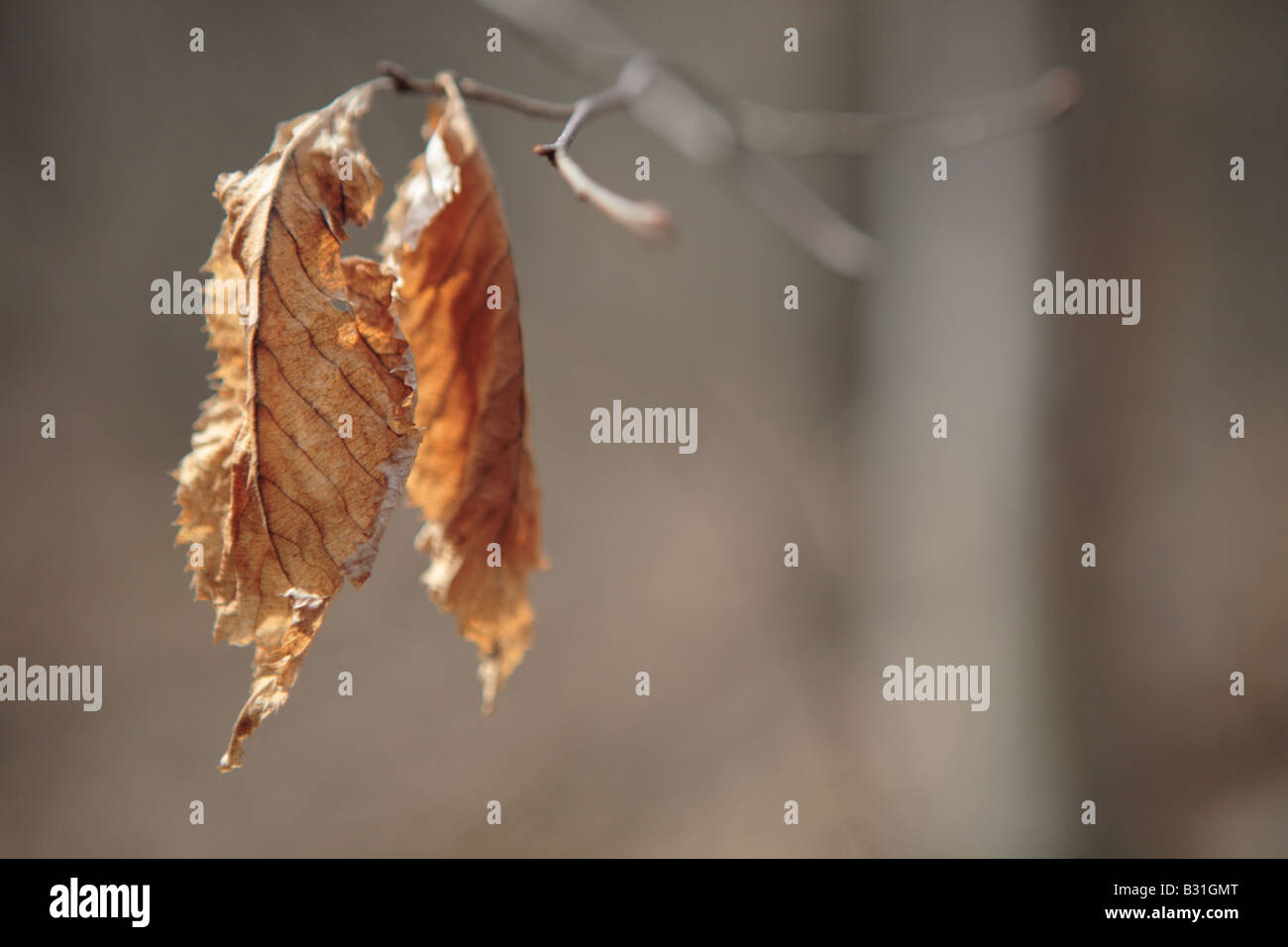 Fall leaf photos hi-res stock photography and images - Alamy