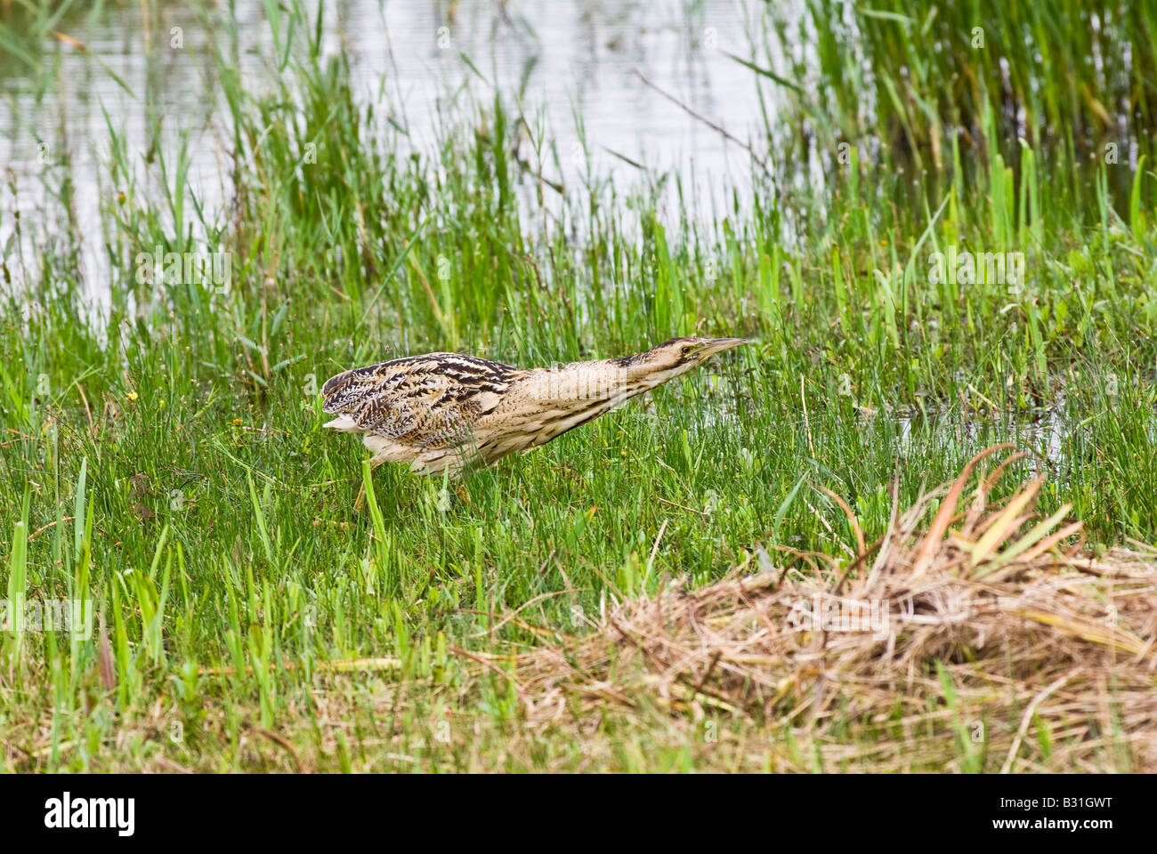 Leighton moss rspb bittern hi-res stock photography and images - Alamy