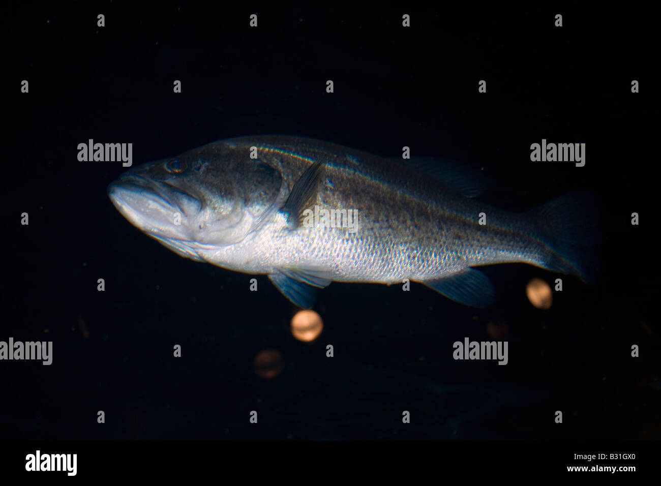 Large mouth hi-res stock photography and images - Alamy