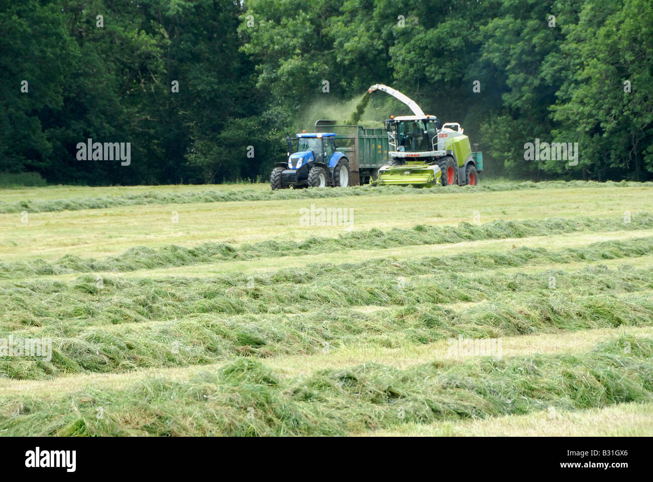 Silage cutting and forage harvesting pastureland for winter cattle feed ...