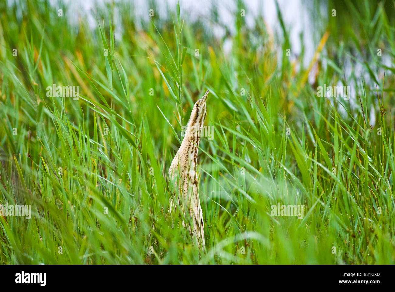 Leighton moss rspb bittern hi-res stock photography and images - Alamy
