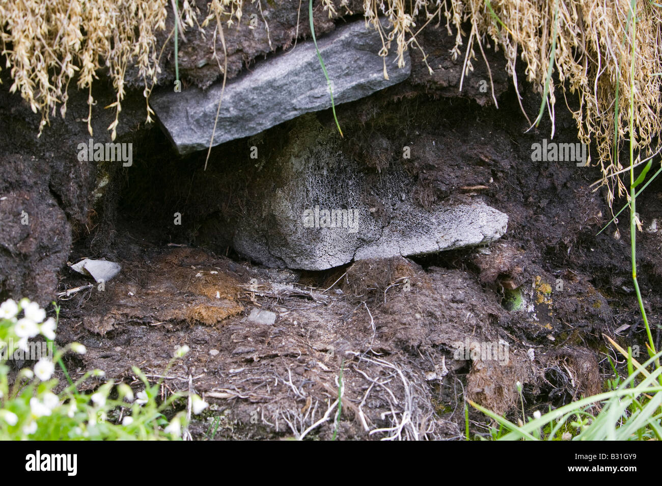 Arachaeology remains of a human midden site containing seal and whale ...