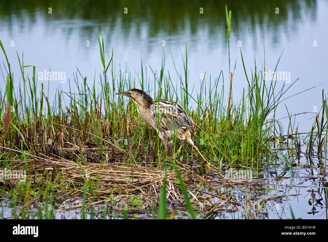 Bittern - Botaurus stellaris Stock Photo - Alamy