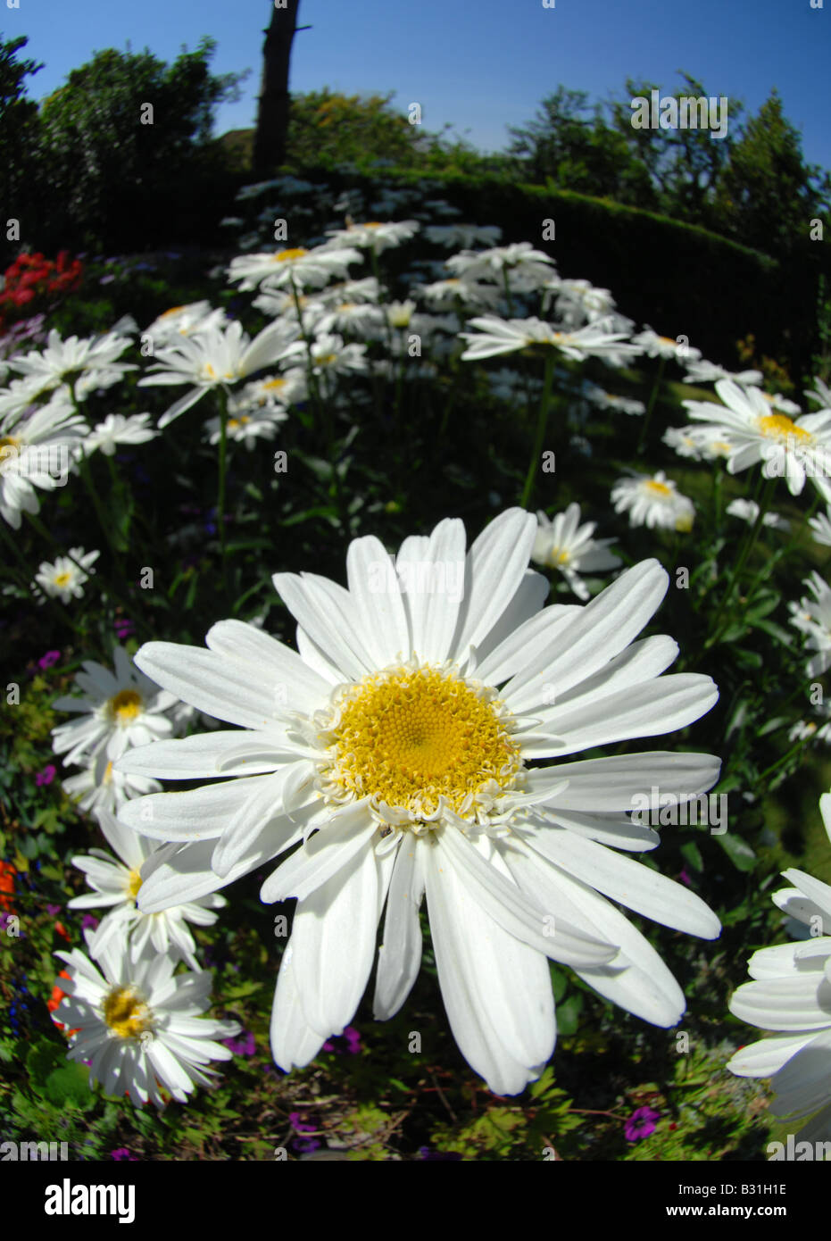 Big daisy hi-res stock photography and images - Alamy