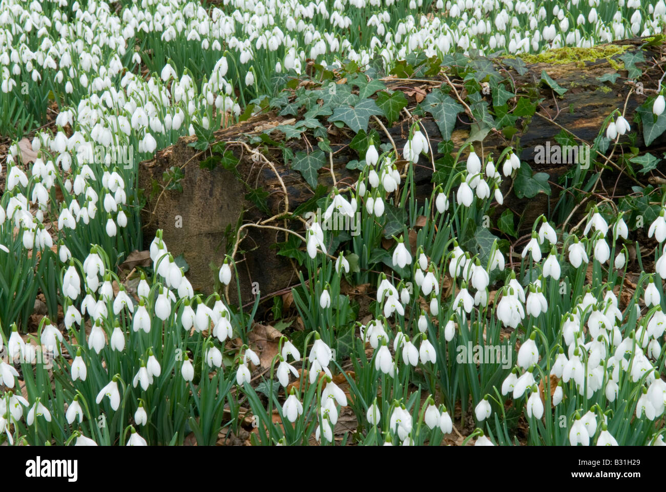 Snowdrops galanthus nivalis wild hi-res stock photography and images ...