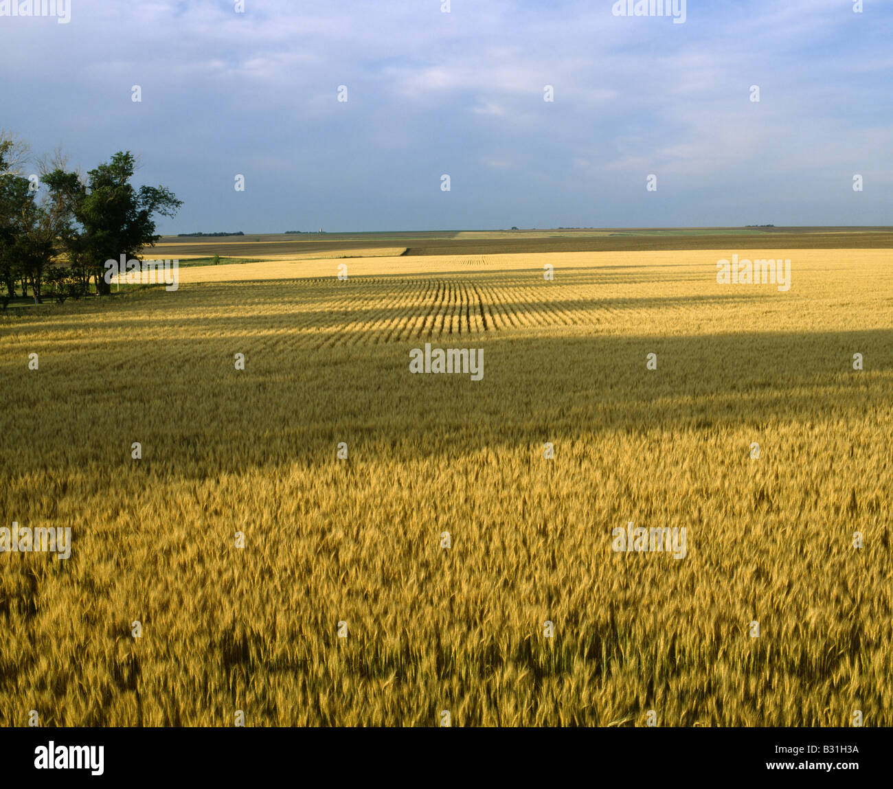 FIELD OF WHEAT KANSAS Stock Photo - Alamy