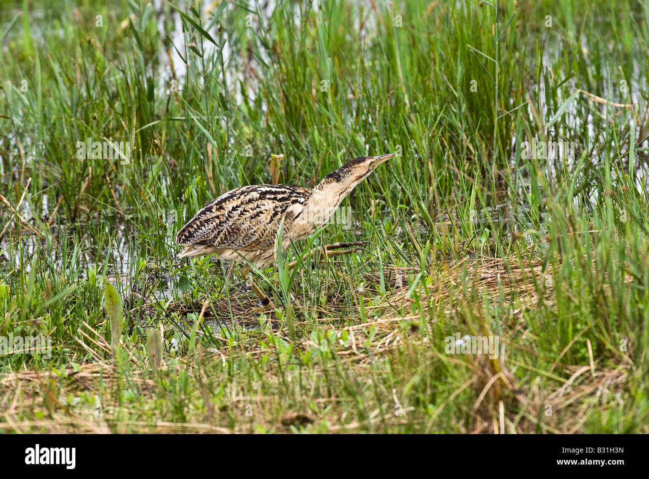 Bittern - Botaurus stellaris Stock Photo - Alamy