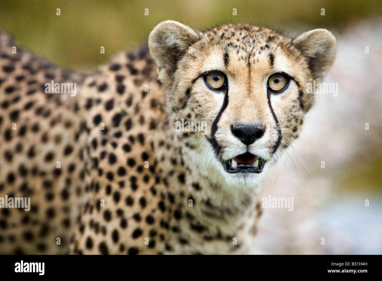 A young female Cheetah at the West Midland Safari Park Bewdley ...