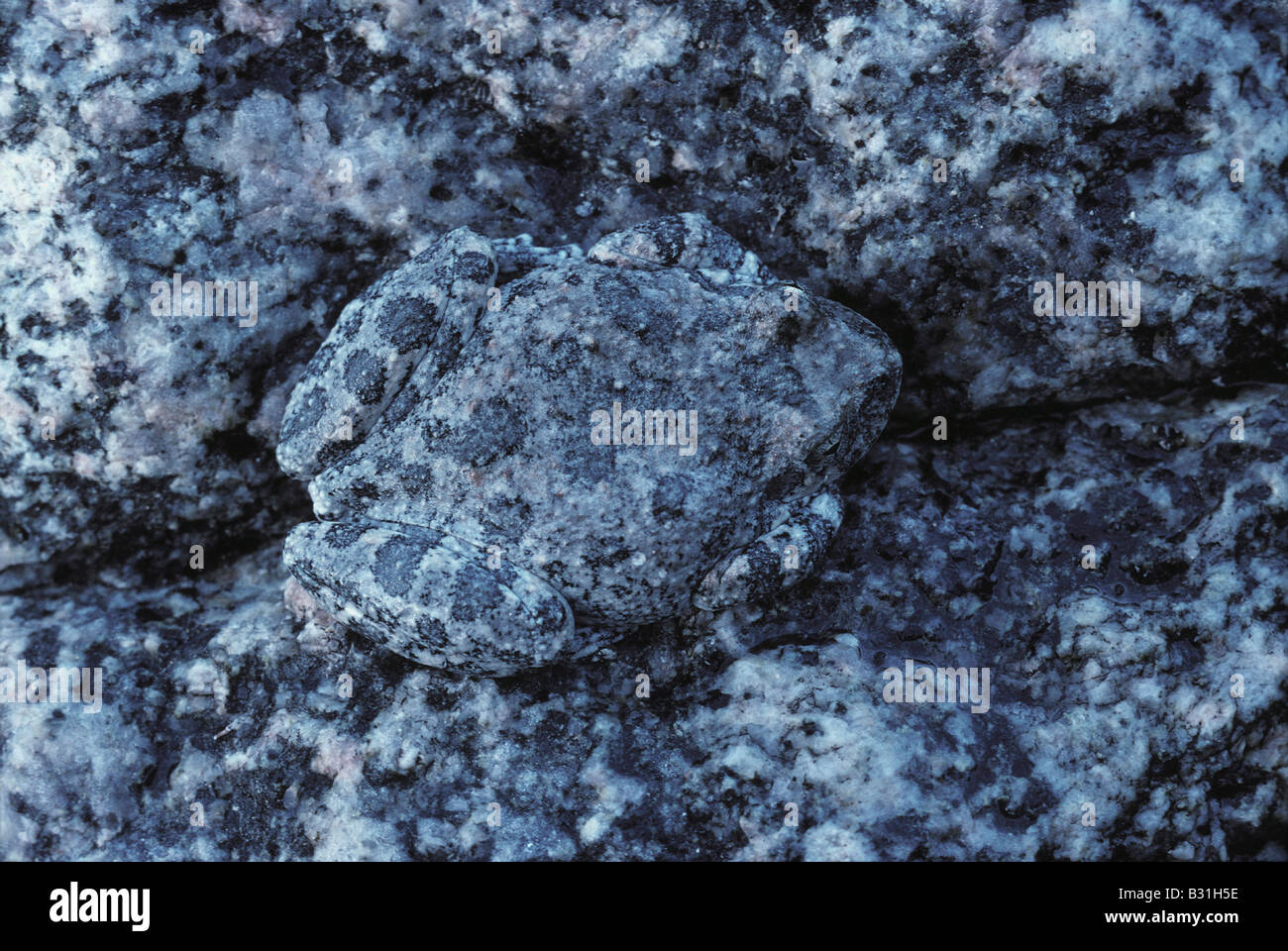 California Treefrog (Pseudacris cadaverina, former Hyla cadaverina ...