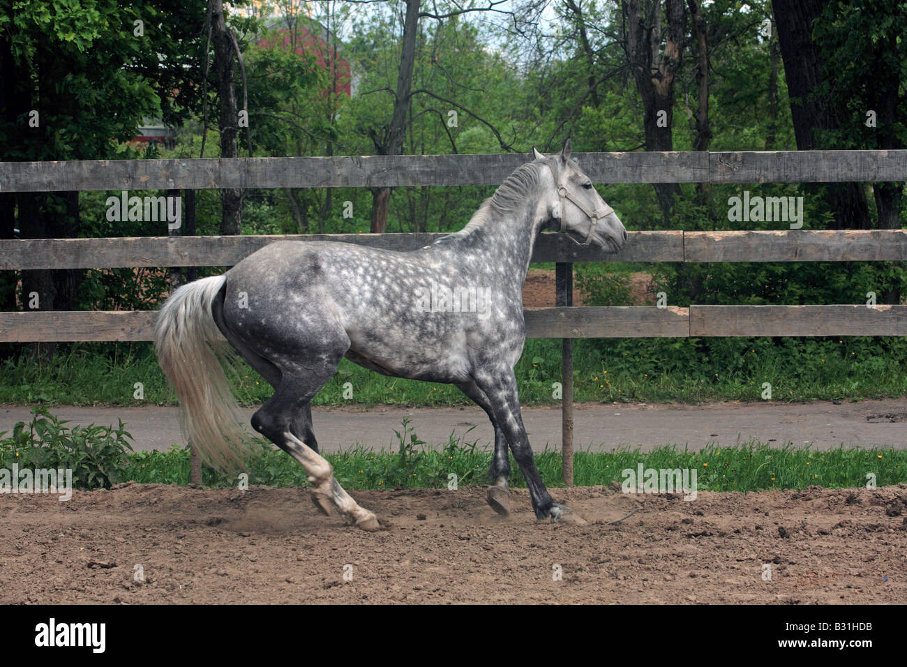 Grey horse running Stock Photo - Alamy