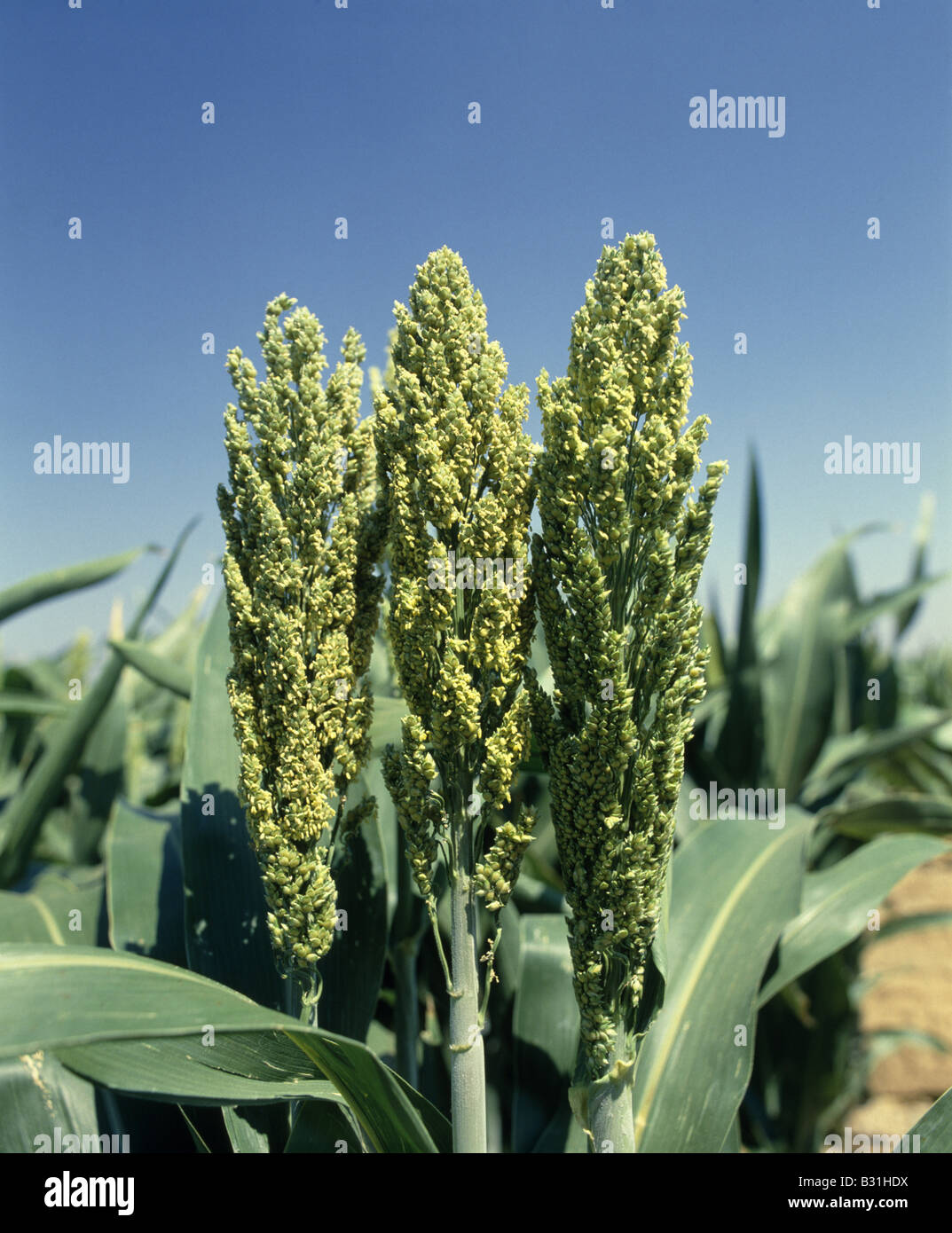 Milo field crops hi-res stock photography and images - Alamy