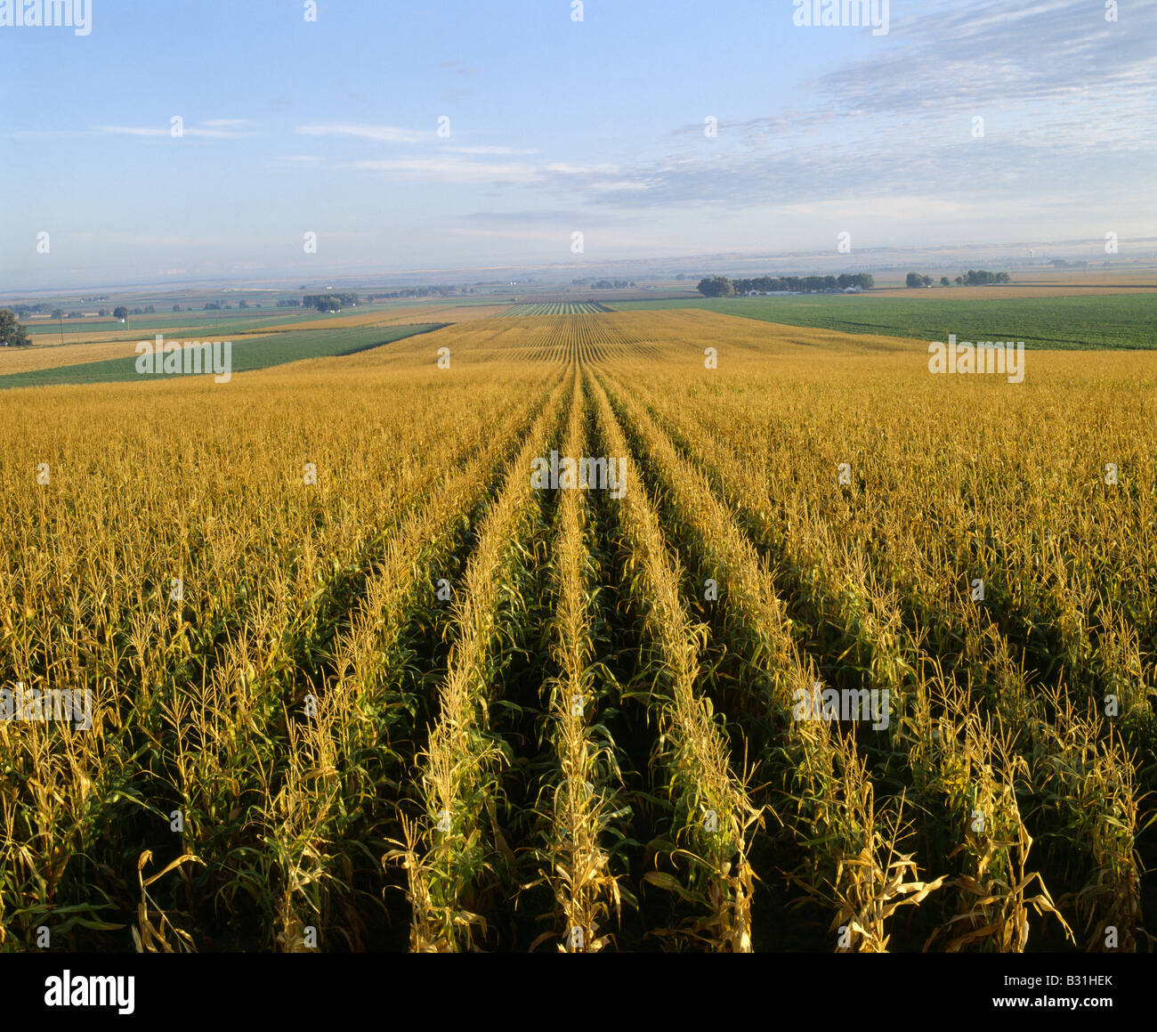 The corn field hi-res stock photography and images - Alamy