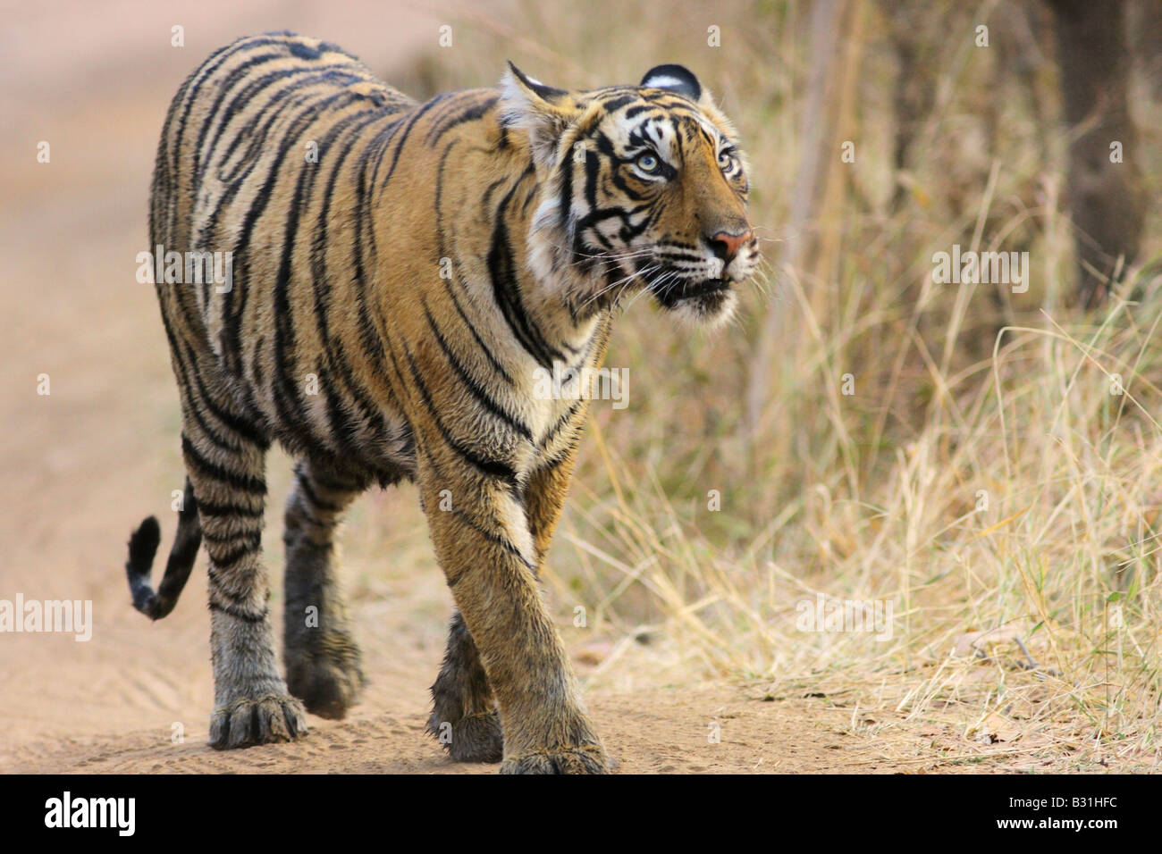 Tiger approaching hi-res stock photography and images - Alamy
