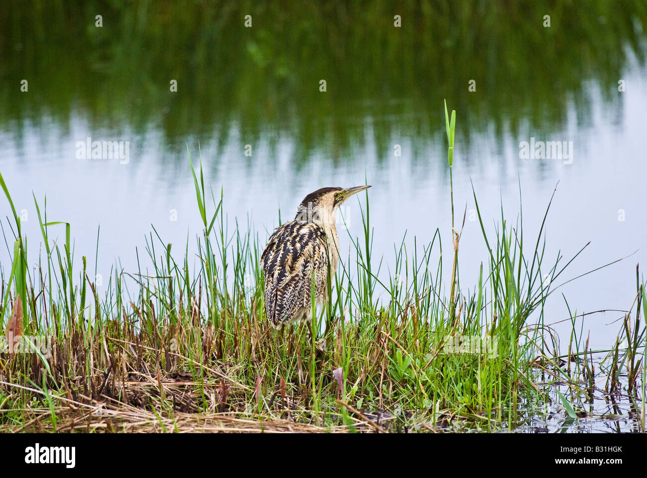 Leighton moss bittern hi-res stock photography and images - Alamy