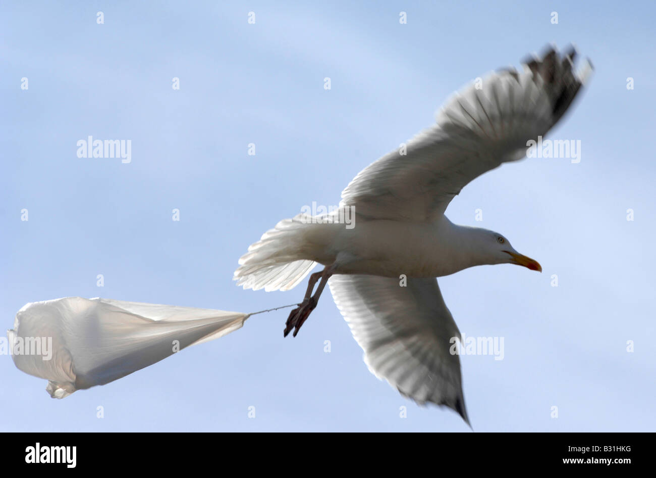 "Plastic bag" or "Carrier bag" wrapped around the leg of a seagull ...