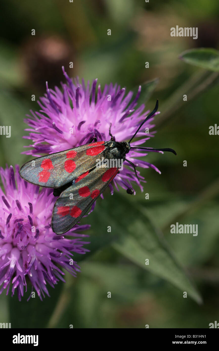 Six Spot Burnet Moth Zygaena filipendulae on a knapweed flower Stock ...