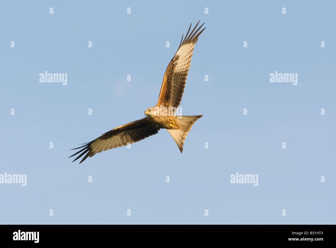 Predatory predator predators hi-res stock photography and images - Alamy