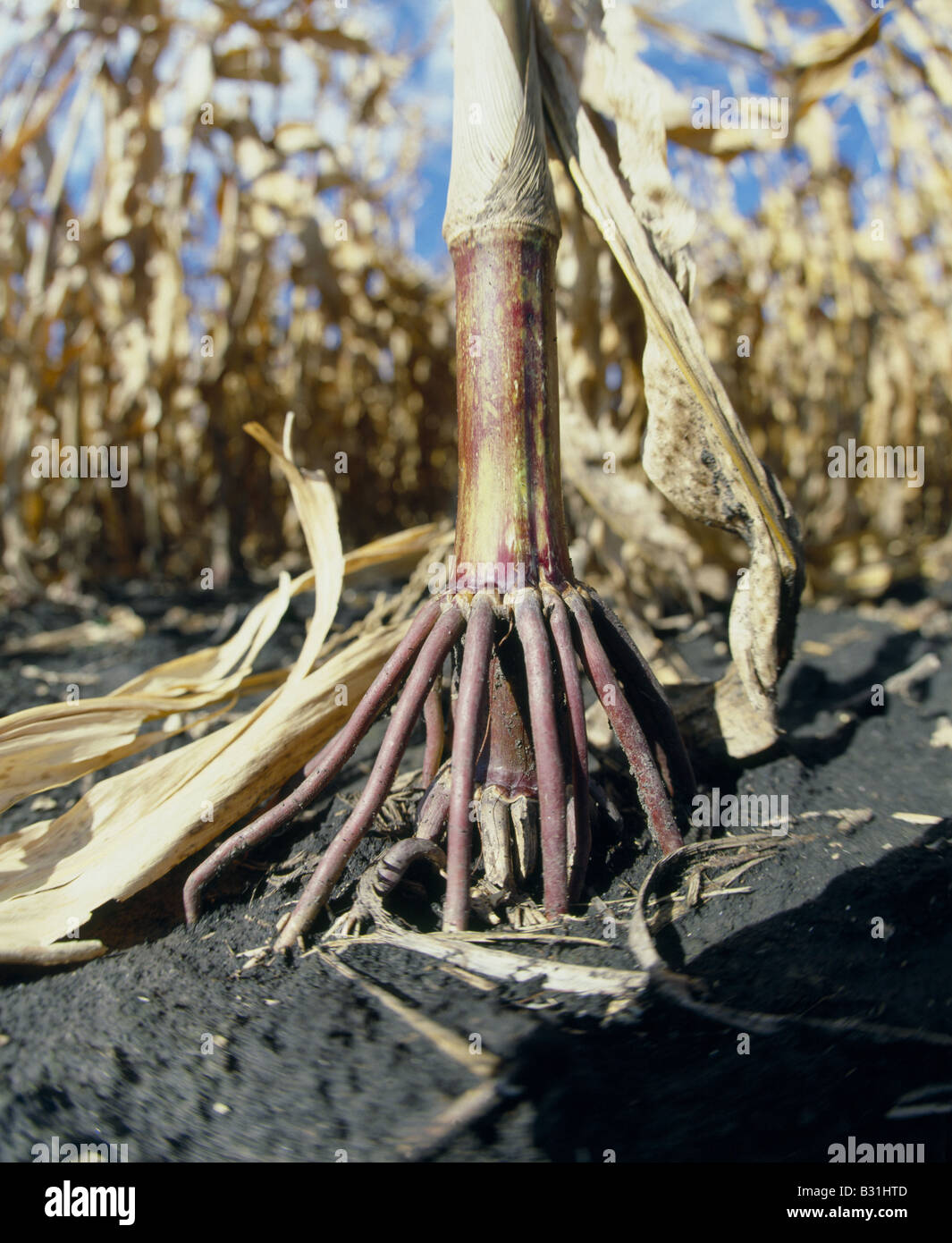Prop root corn hi-res stock photography and images - Alamy