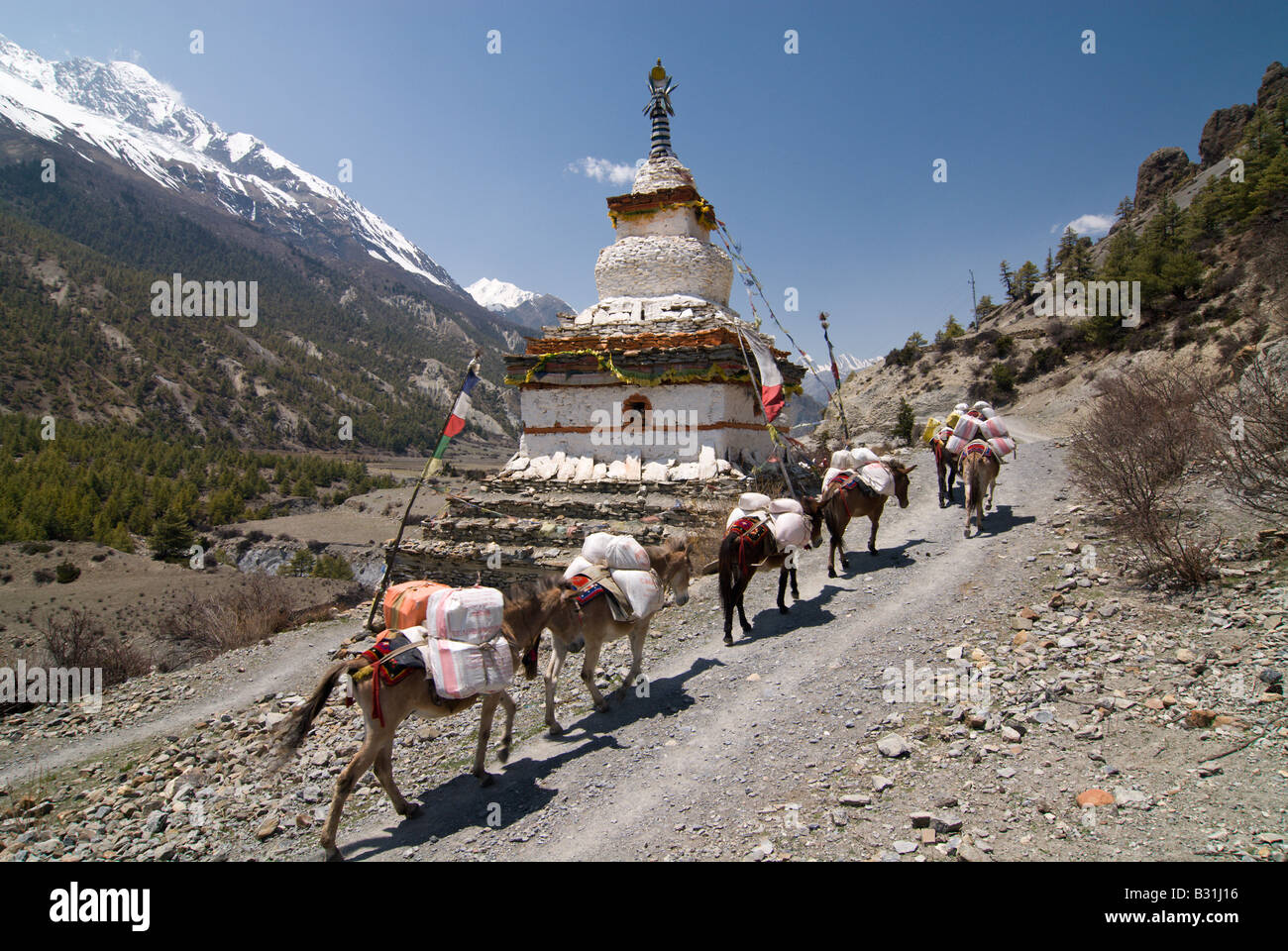 Donkey pack train hi-res stock photography and images - Alamy