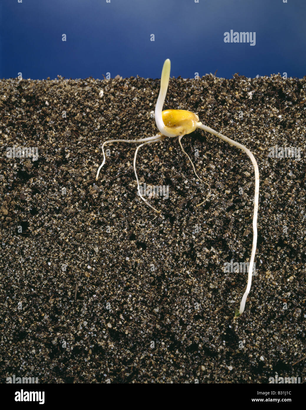 Cotyledon seed germination hi-res stock photography and images - Alamy